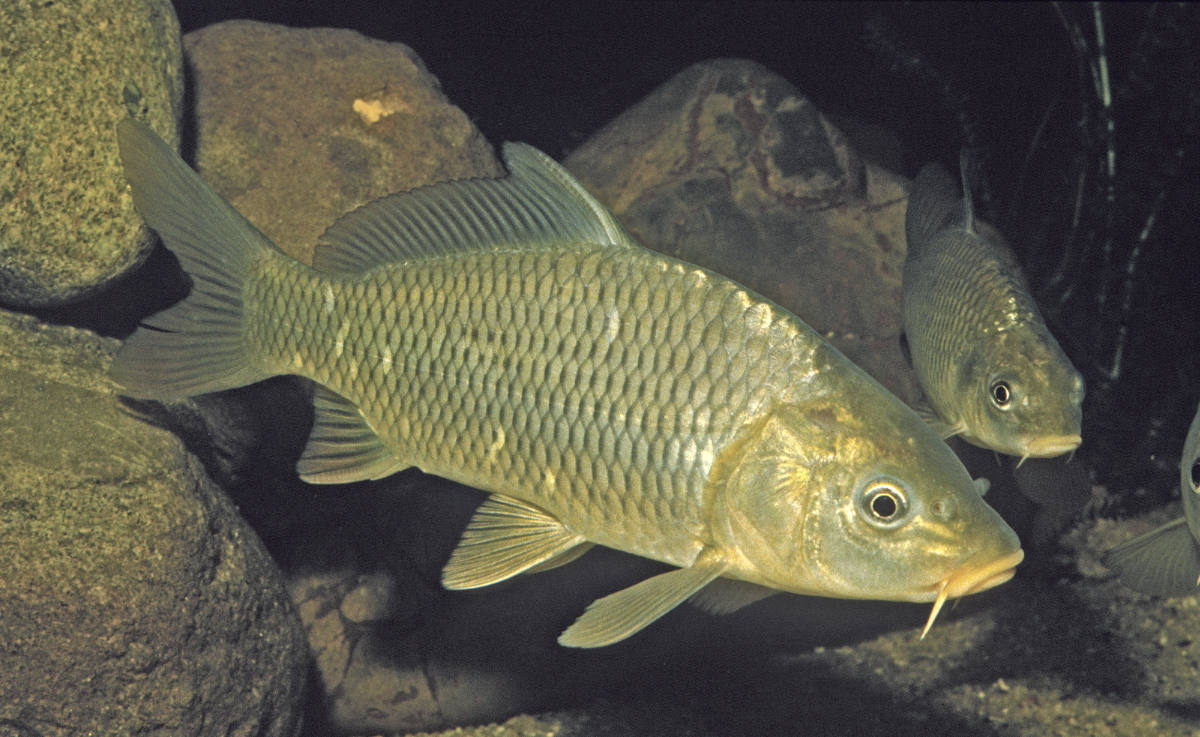 Crucian carp - Carassius carassius