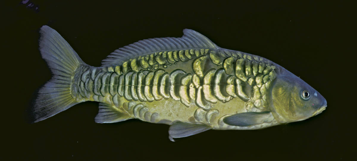 Carp - Cyprinus carpio