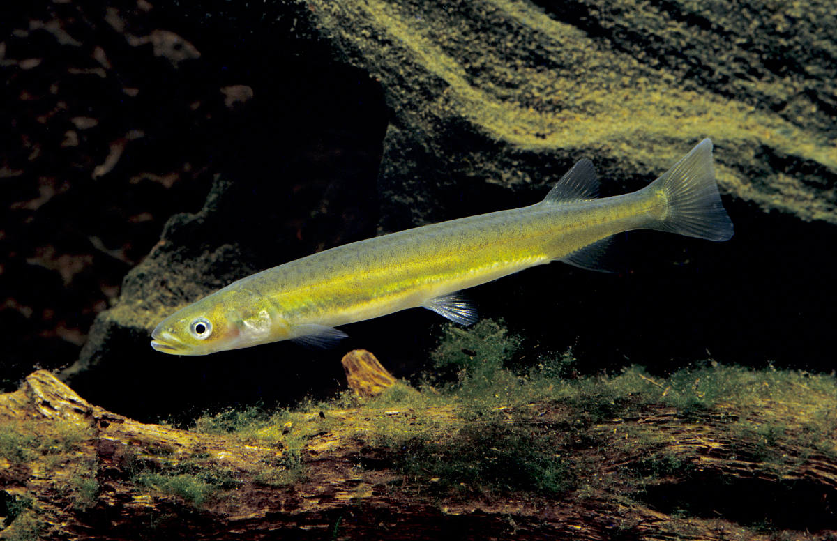 Flat-headed galaxias - Galaxias rostratus