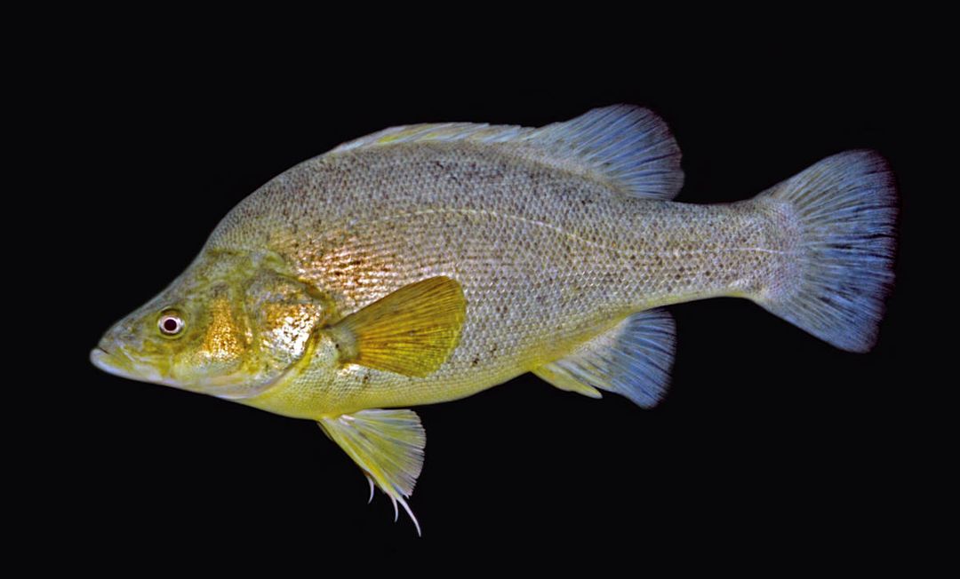 Golden perch - Macquaria ambigua ambigua