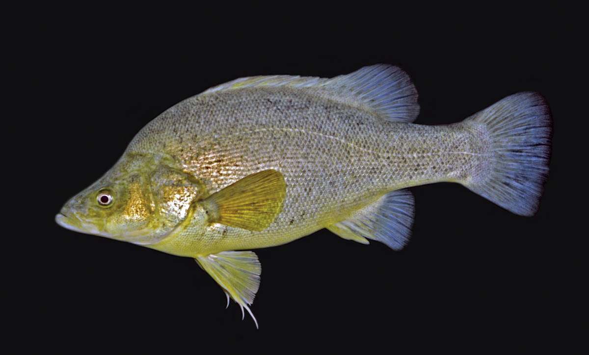 Trout cod - Maccullochella macquariensis