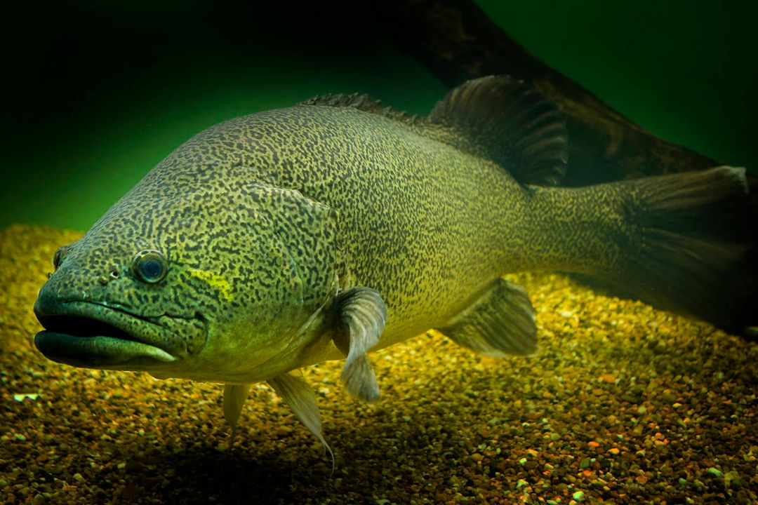 Murray cod - Maccullochella peelii