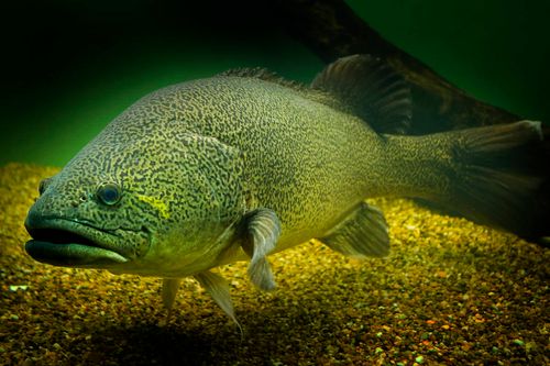 Murray cod - Maccullochella peelii