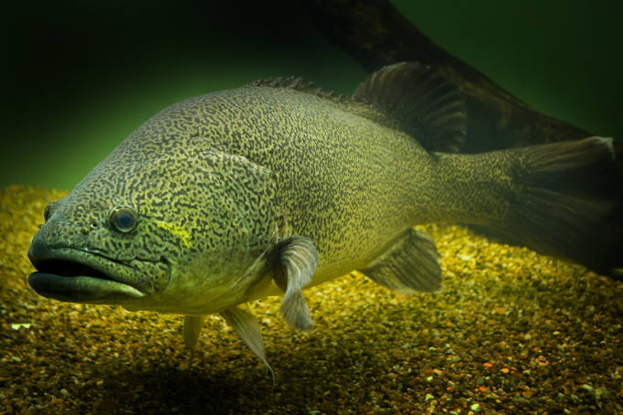 Fishes of the Murray–Darling Basin