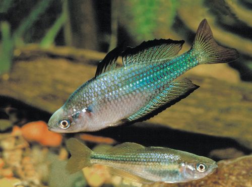 Murray-Darling rainbowfish - Melanotaenia fluviatilis