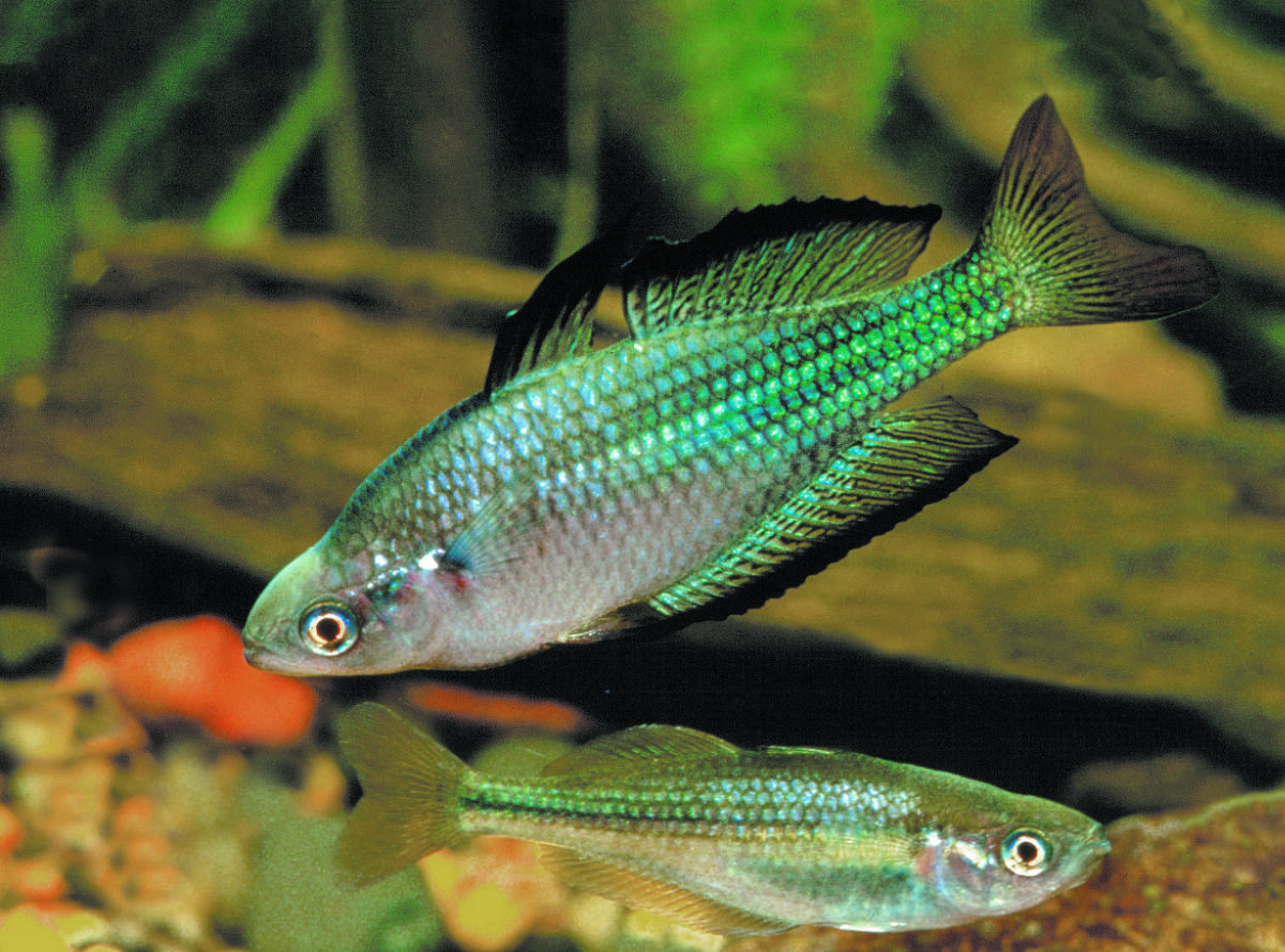 Murray-Darling rainbowfish - Melanotaenia fluviatilis