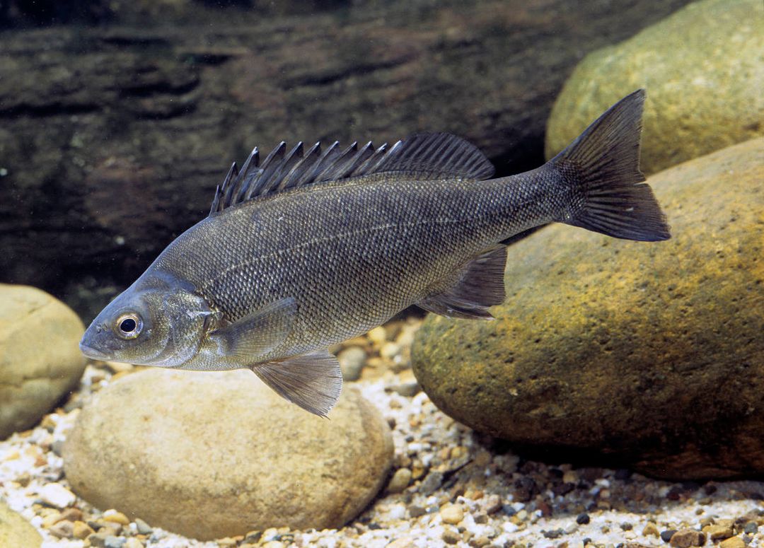 Silver perch - Bidyanus bidyanus