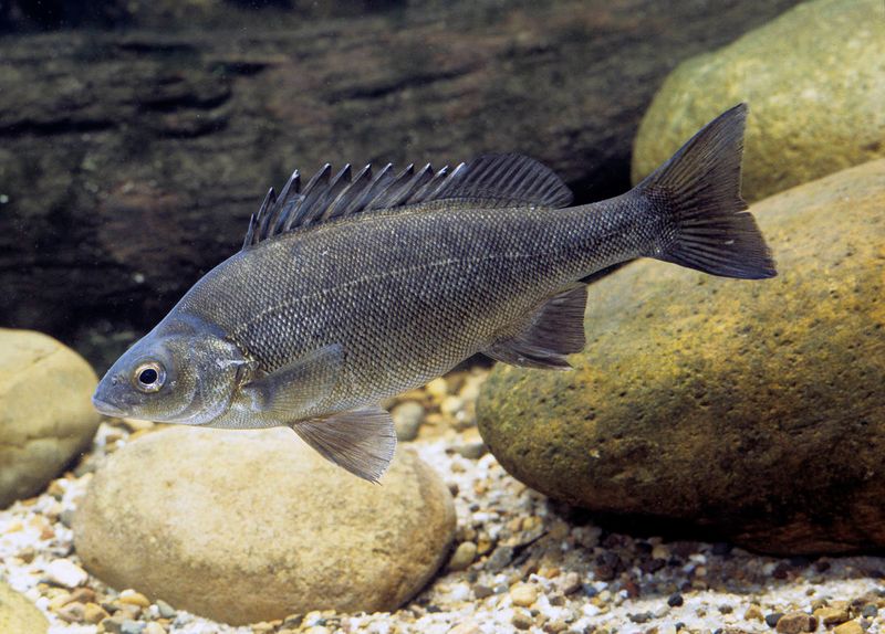 Silver perch - Bidyanus bidyanus