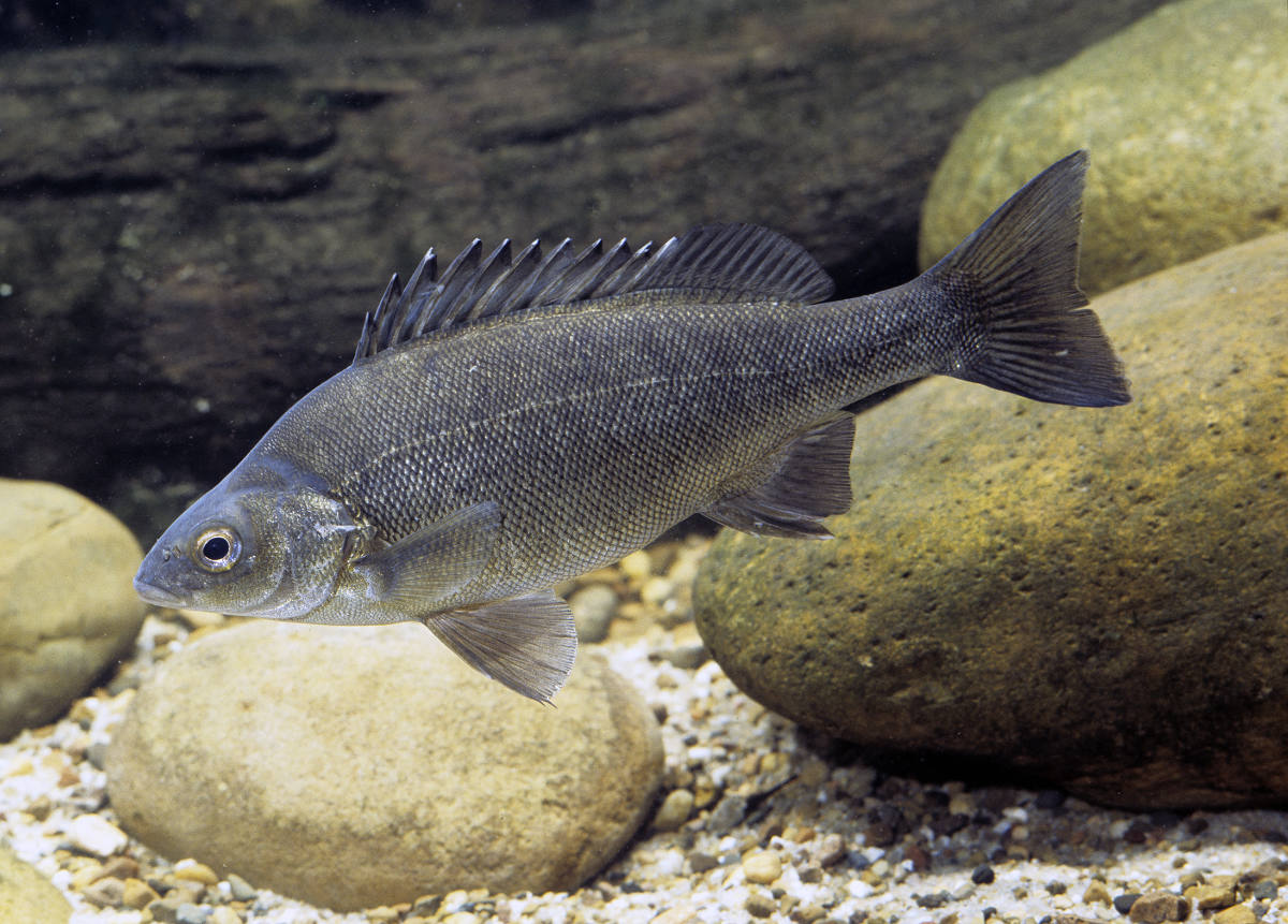 Silver perch - Bidyanus bidyanus