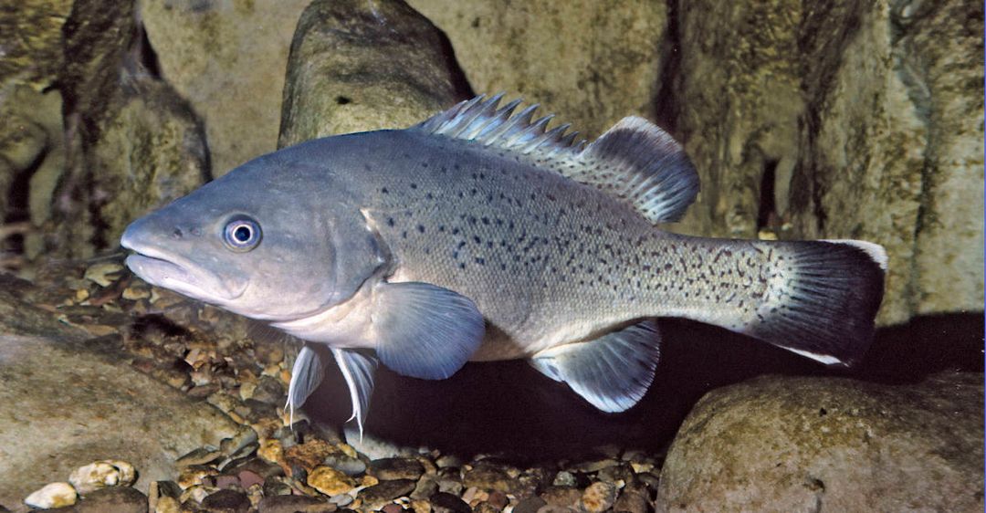 Trout cod - Maccullochella macquariensis