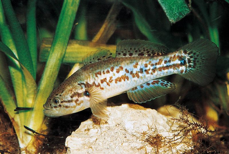 Southern purple-spotted gudgeon - Mogurnda adspersa