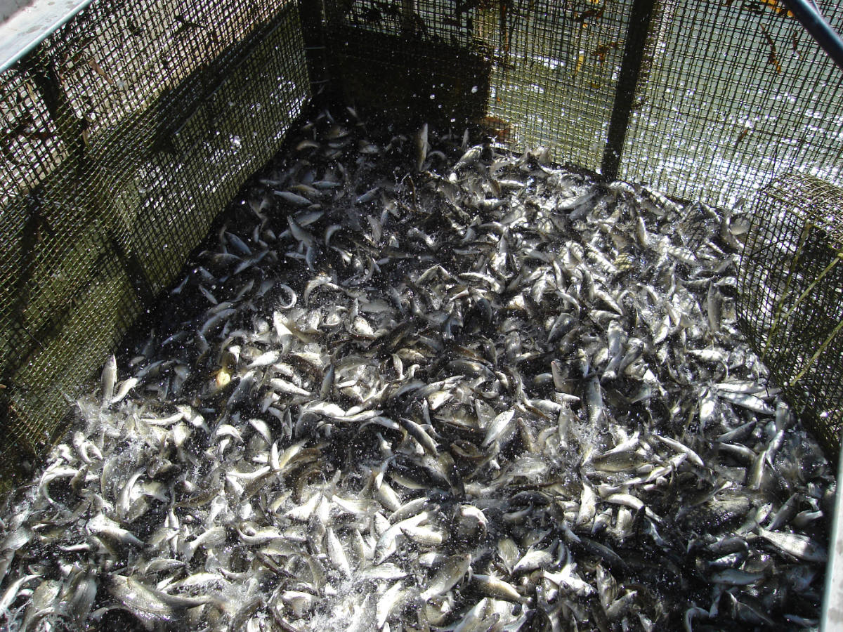 Silver perch - Bidyanus bidyanus