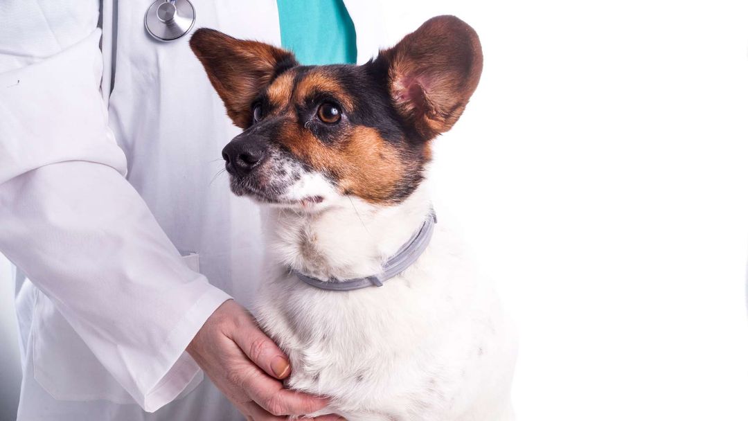 Mastocitoma en Perros: Cómo Identificarlo y Tratarlo | Cacttus
