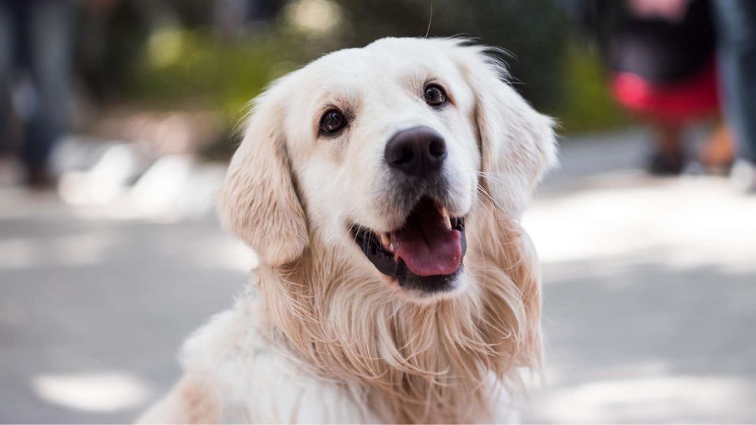 Melanoma en Perros: Causas, Síntomas y Tratamiento | Cacttus