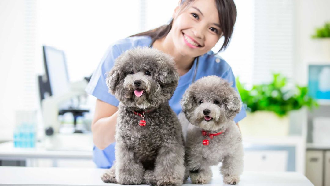 Síndrome Vestibular en Perros: Causas, Síntomas y Tratamiento | Cacttus