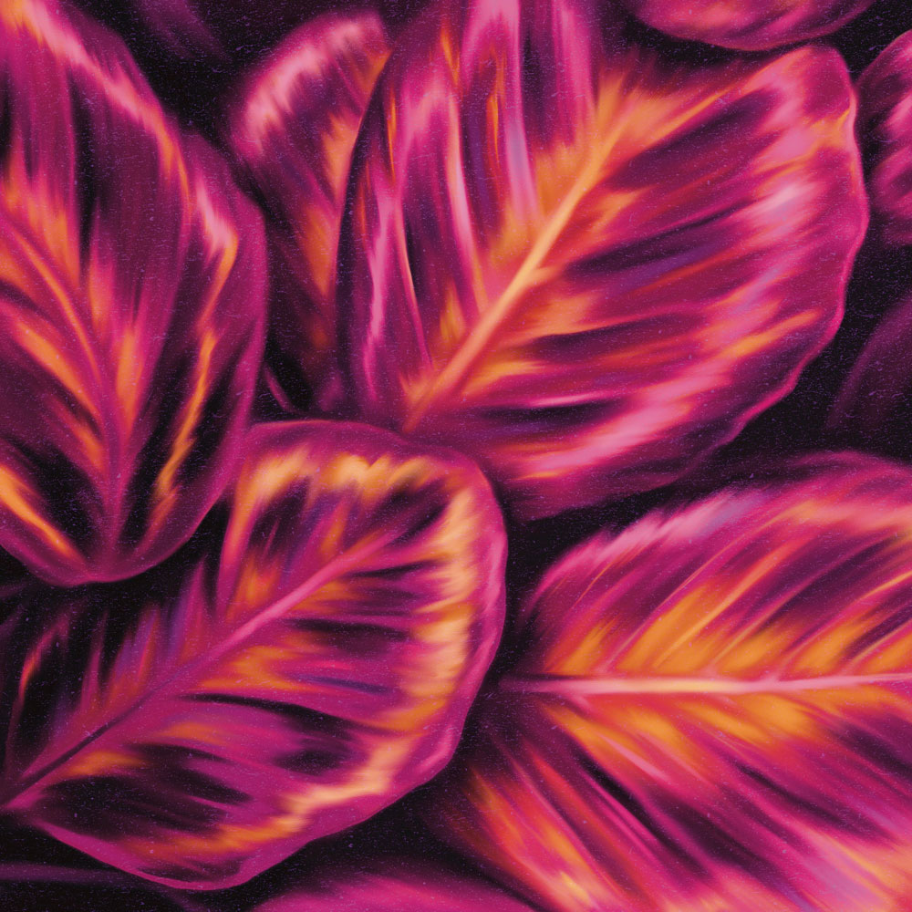 Ocelot Fine Cacao Branding & Packaging | Delphine Sullivan Design