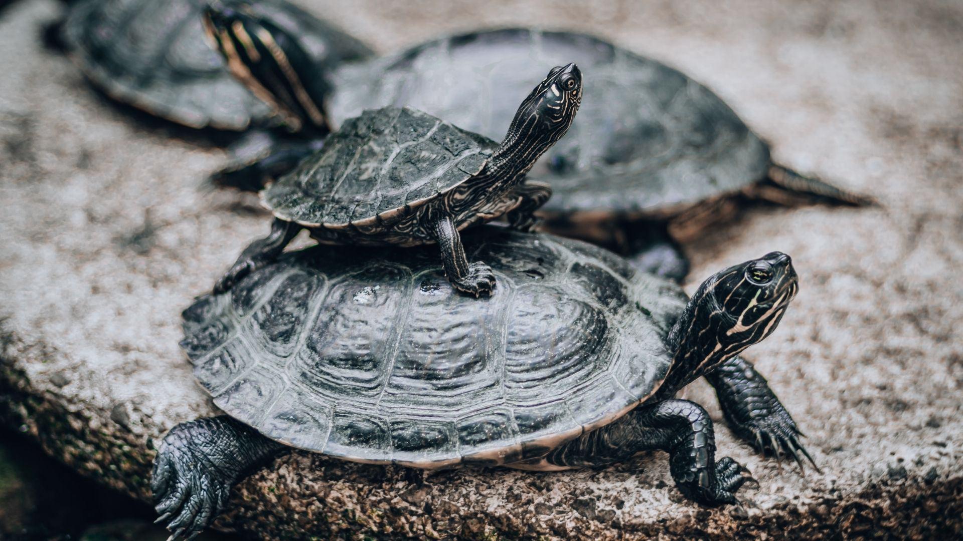 The 6 Rules of Investing: How to Scientifically Increase Your Luck - Opens