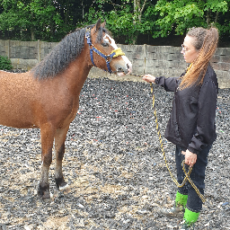 Crown Equestrian - Webflow