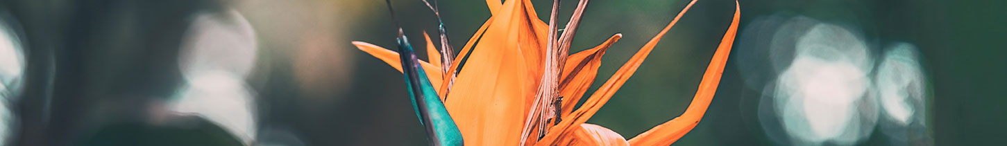 BrandOps Creative Services