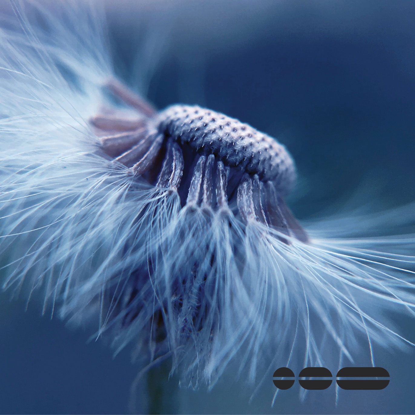 BrandOps Creative Insights – The danger of your new brand becoming a casualty