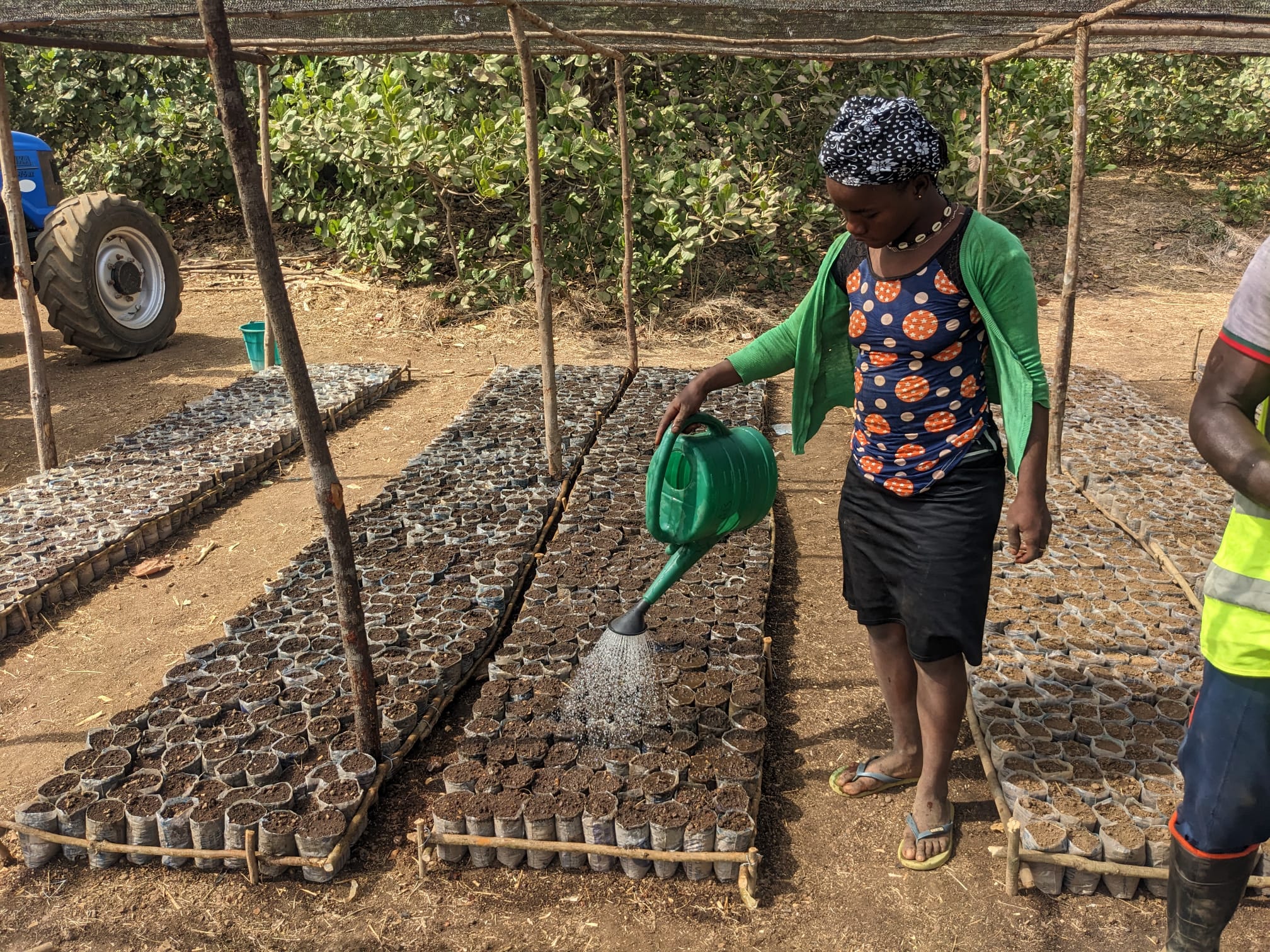 Upcycling plastic waste to help regrow rainforests in West Africa - Oko ...