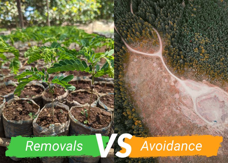 Removals Vs. Avoidance Carbon Credits - Why Oko is Choosing Removals ...