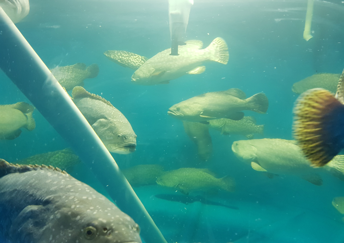 Commercial Aquaculture