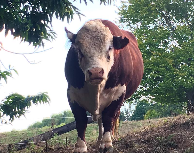 Bull Management For Successful Mating - Vetora