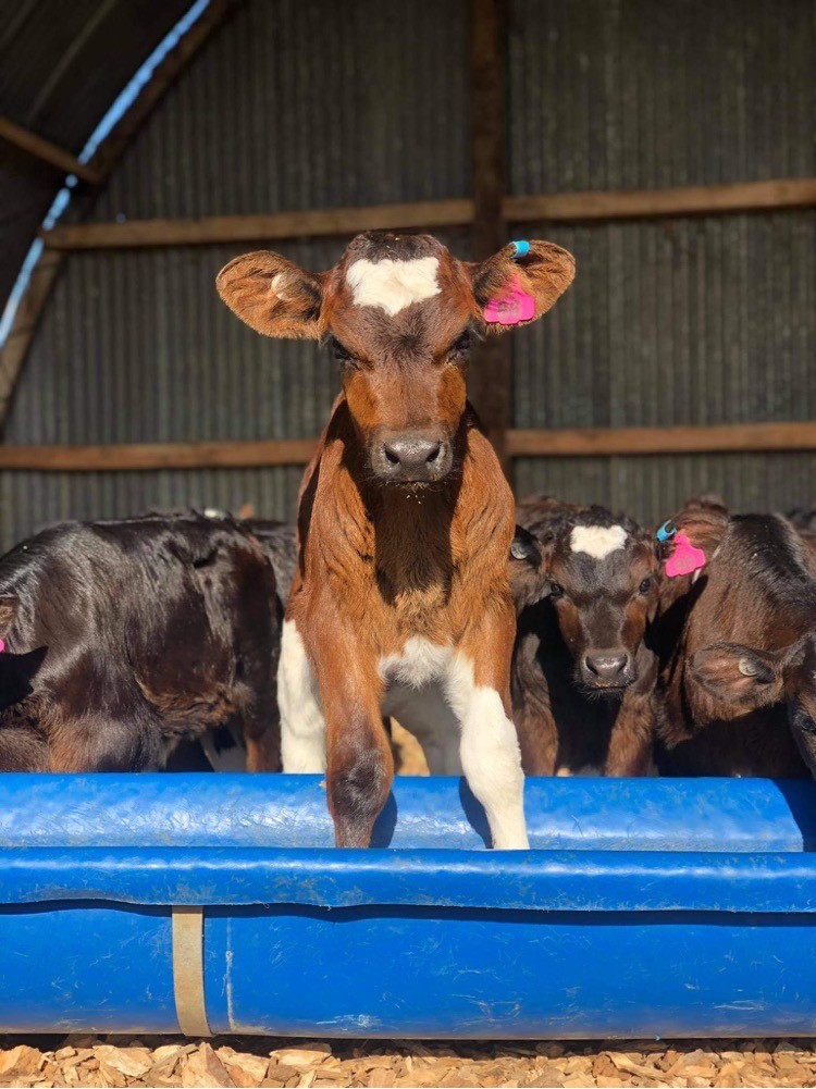 648fe309a8311c18e661960c_image 2 dairy.jpg