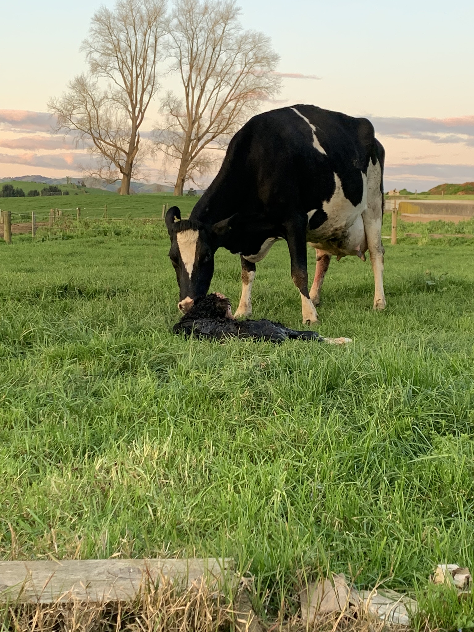 6498b9b7cda36802f09223c8_Cow with new calf.JPEG