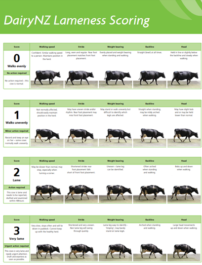 64fe241dc7bbccfabf06e4ab_Lameness Scoring.png