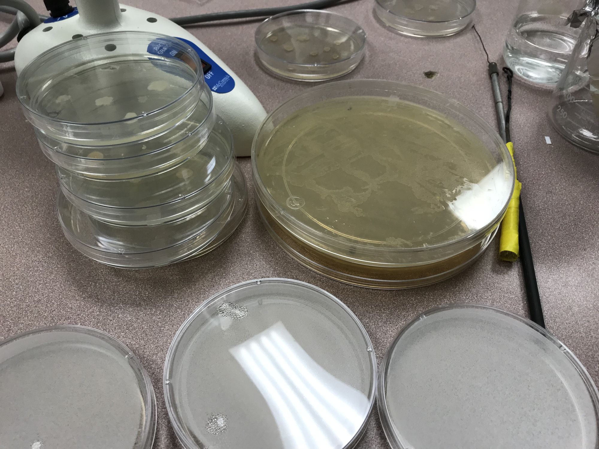 E Coli Spectrophotometer