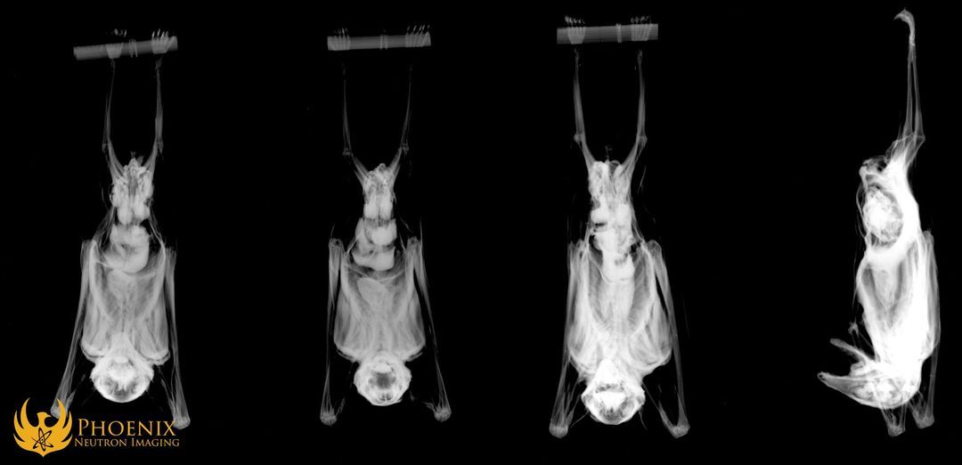 Phoenix Neutron Imaging | 7 Powerful Neutron Radiography Applications
