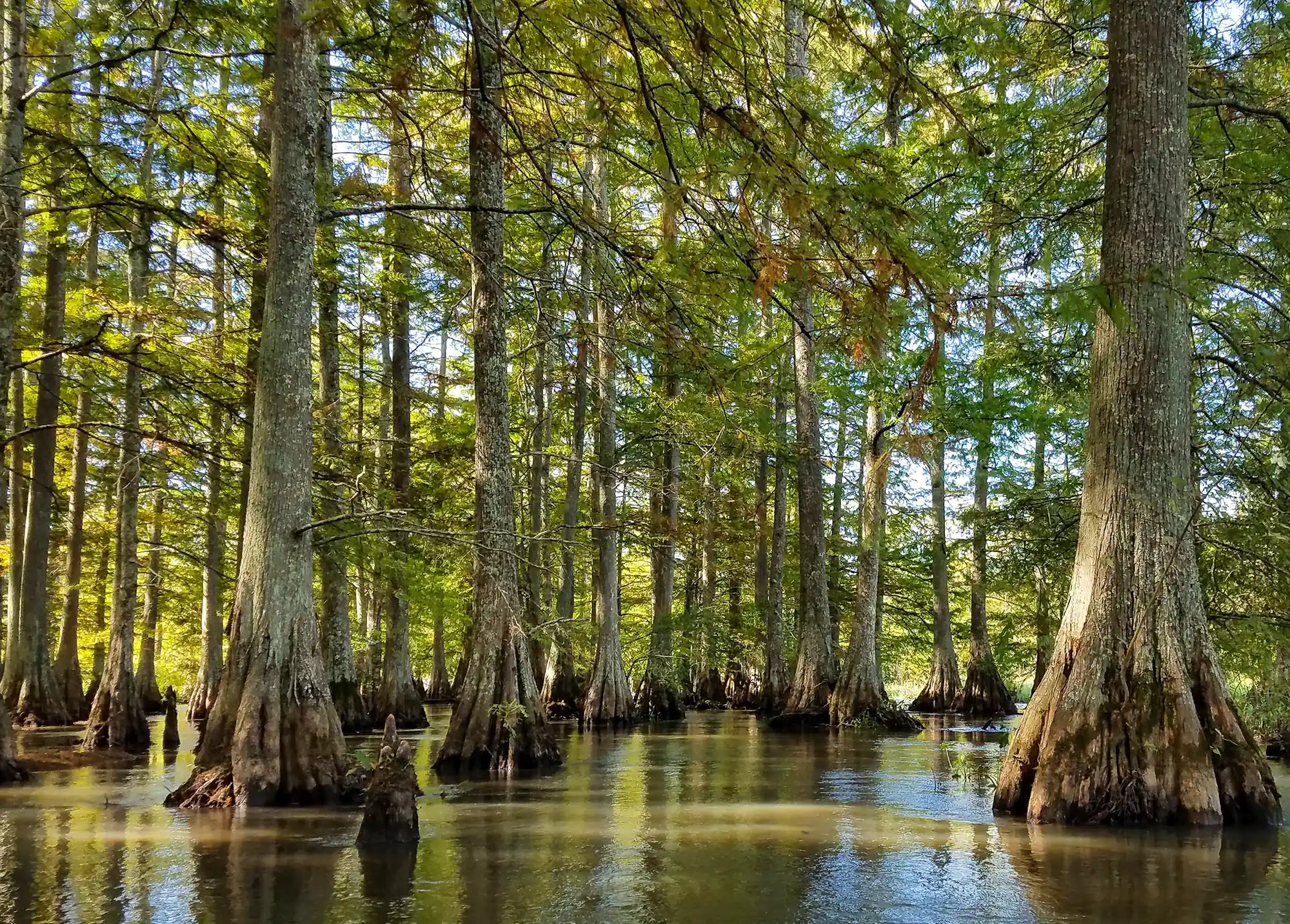 Our Conservation Efforts | Wolf River Conservancy