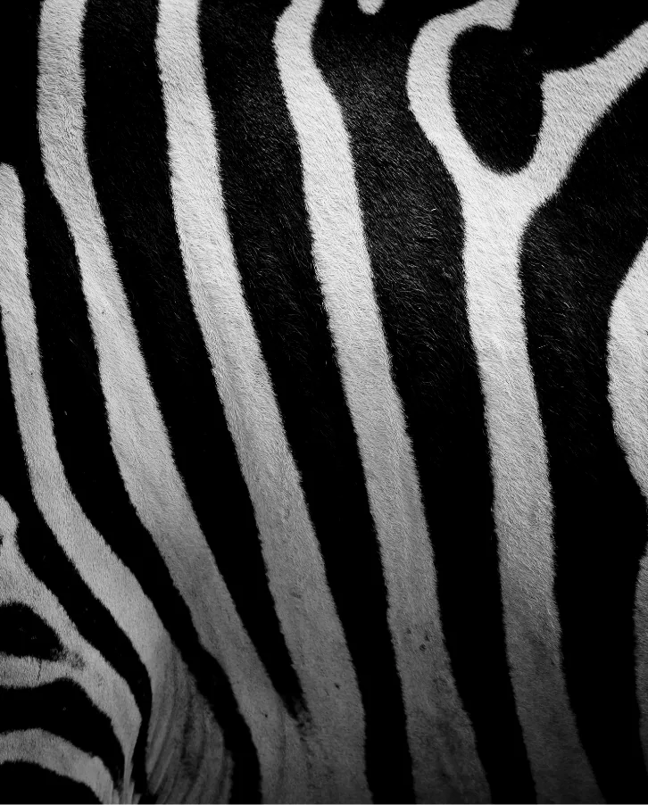 Cruiser Safaris - Best Hunting Safari in South Africa