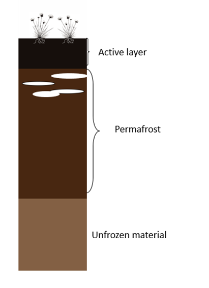 The Mammoths Found in the Thawing Permafrost