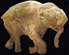 The Mammoths Found in the Thawing Permafrost