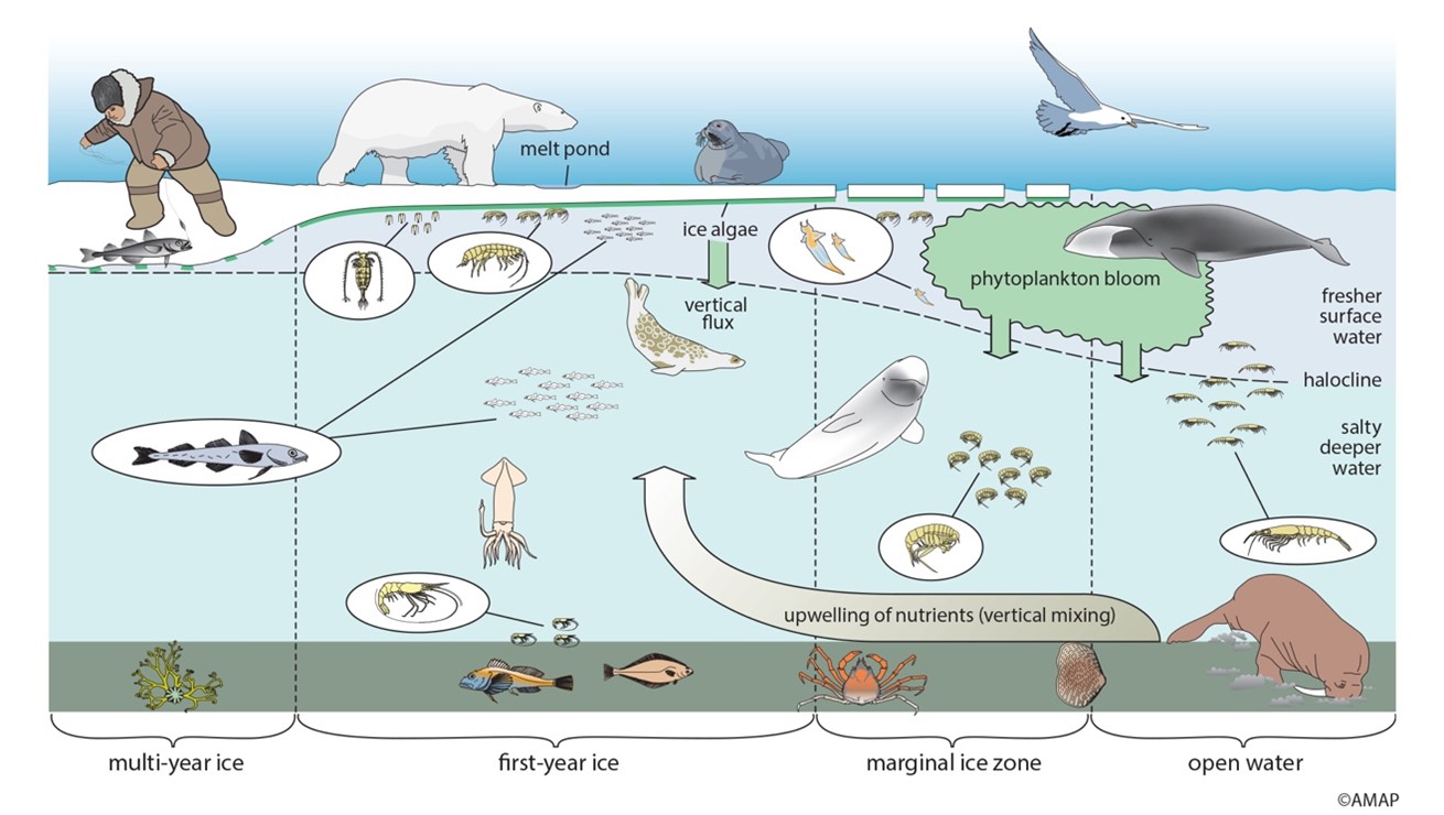 The Ship that was Trapped in the Arctic Ice