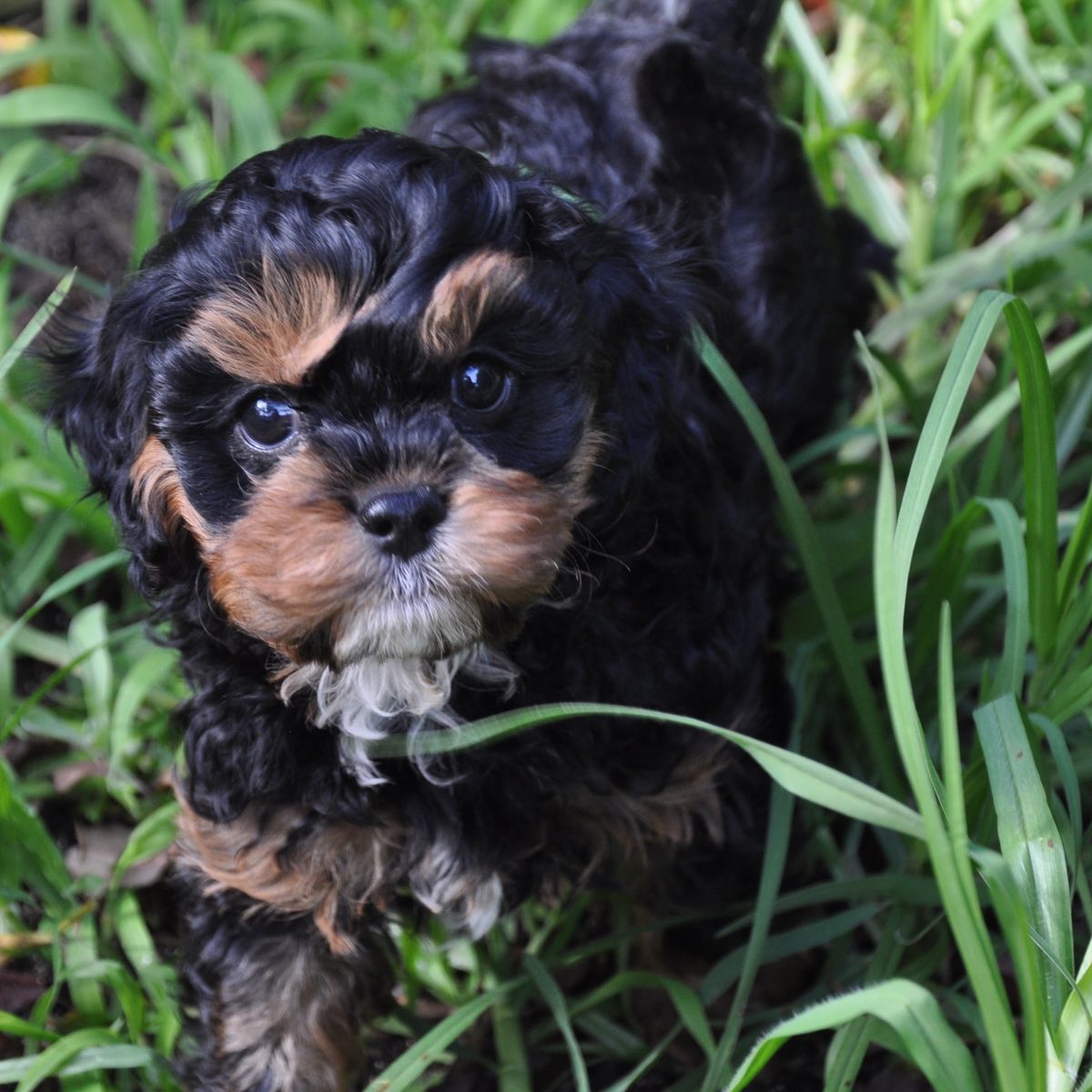 What is the temperament of a Cavoodle?