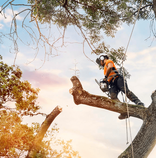Lumberjacks NJ Tree Service - New Jersey Tree Specialists