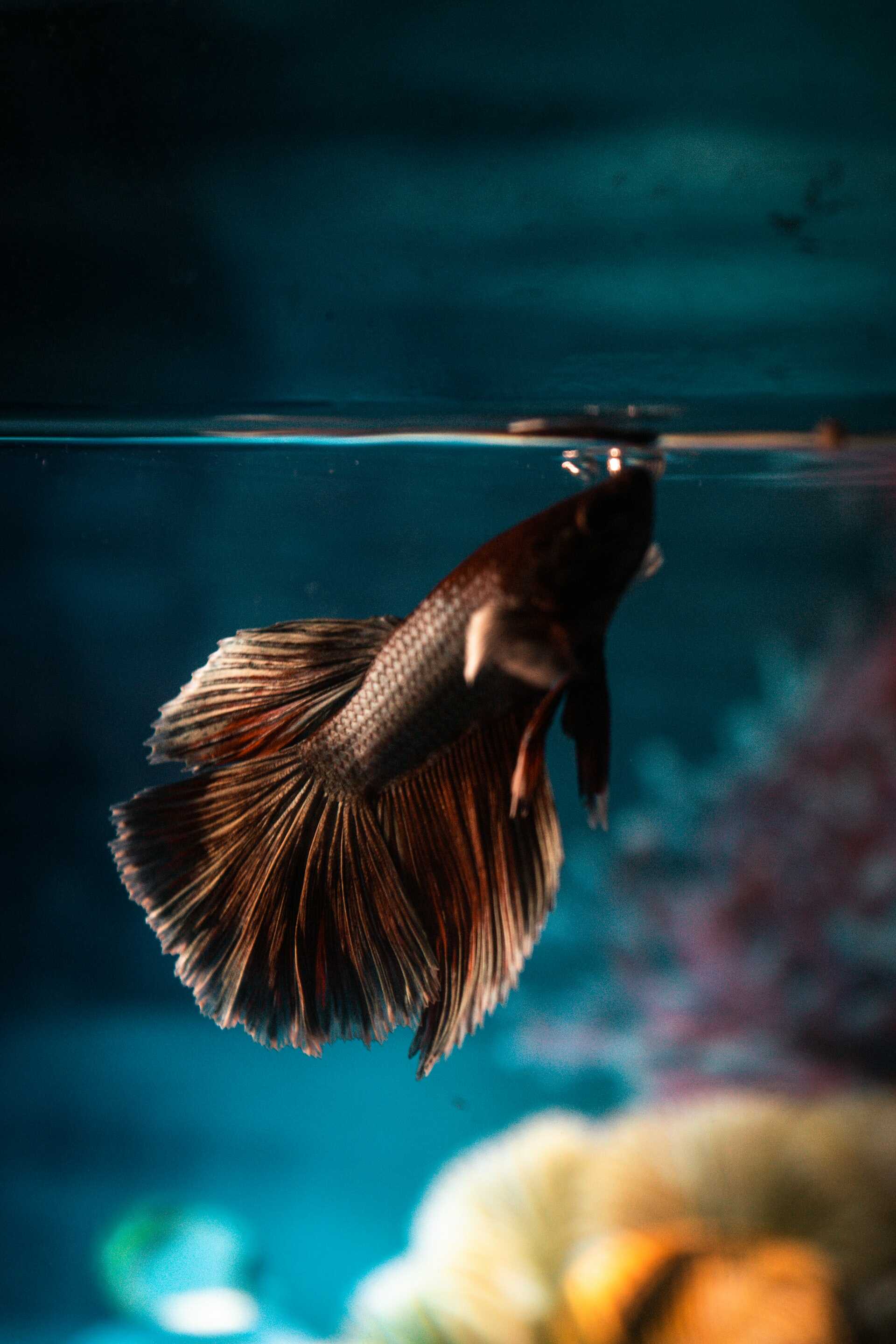 Aqua Held- Der Aquarium Blog