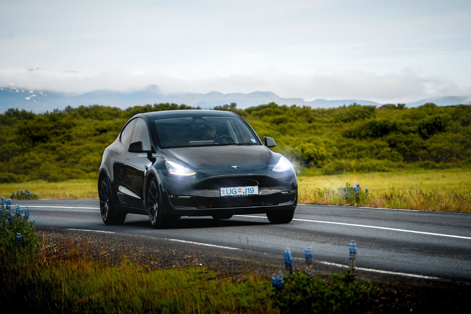 Iceland's Wildlife Encounters: Puffins, Whales, and Seals | Rent a Tesla