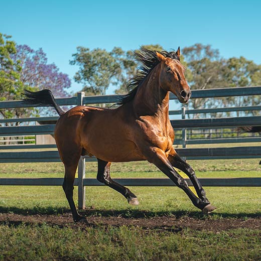 Our World Champion Stallions | Egmont Park Stud