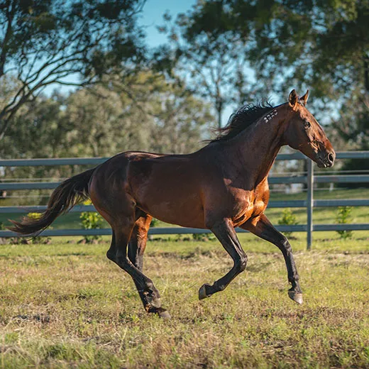 Colt Thirty One | Egmont Park Stud