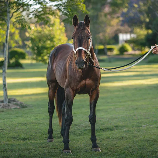 Colt Thirty One | Egmont Park Stud