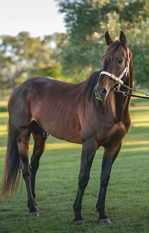 Colt Thirty One | Egmont Park Stud