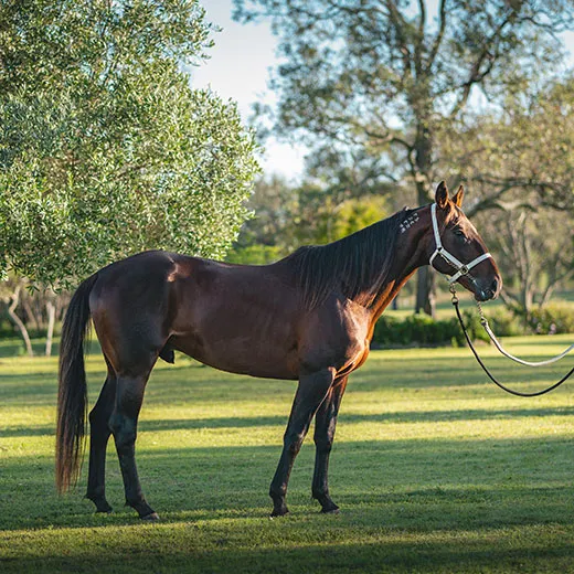 Colt Thirty One | Egmont Park Stud