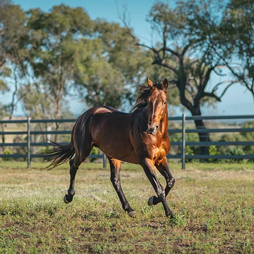 Colt Thirty One | Egmont Park Stud