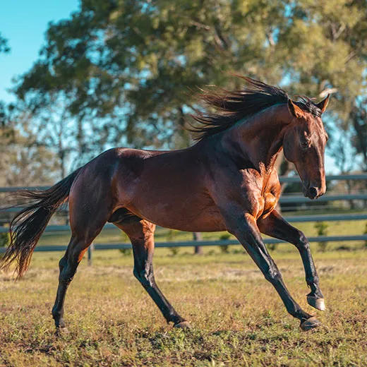 Colt Thirty One | Egmont Park Stud