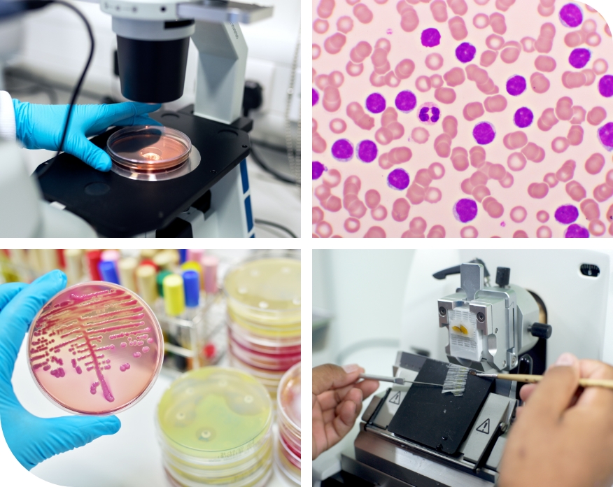 APML - Academy of Pathology and Laboratory Medicine in Puerto Rico